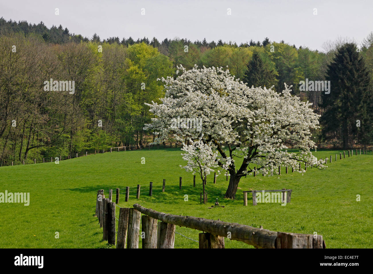 Spring landscape with cherry trees in April, Hagen, Lower Saxony ...