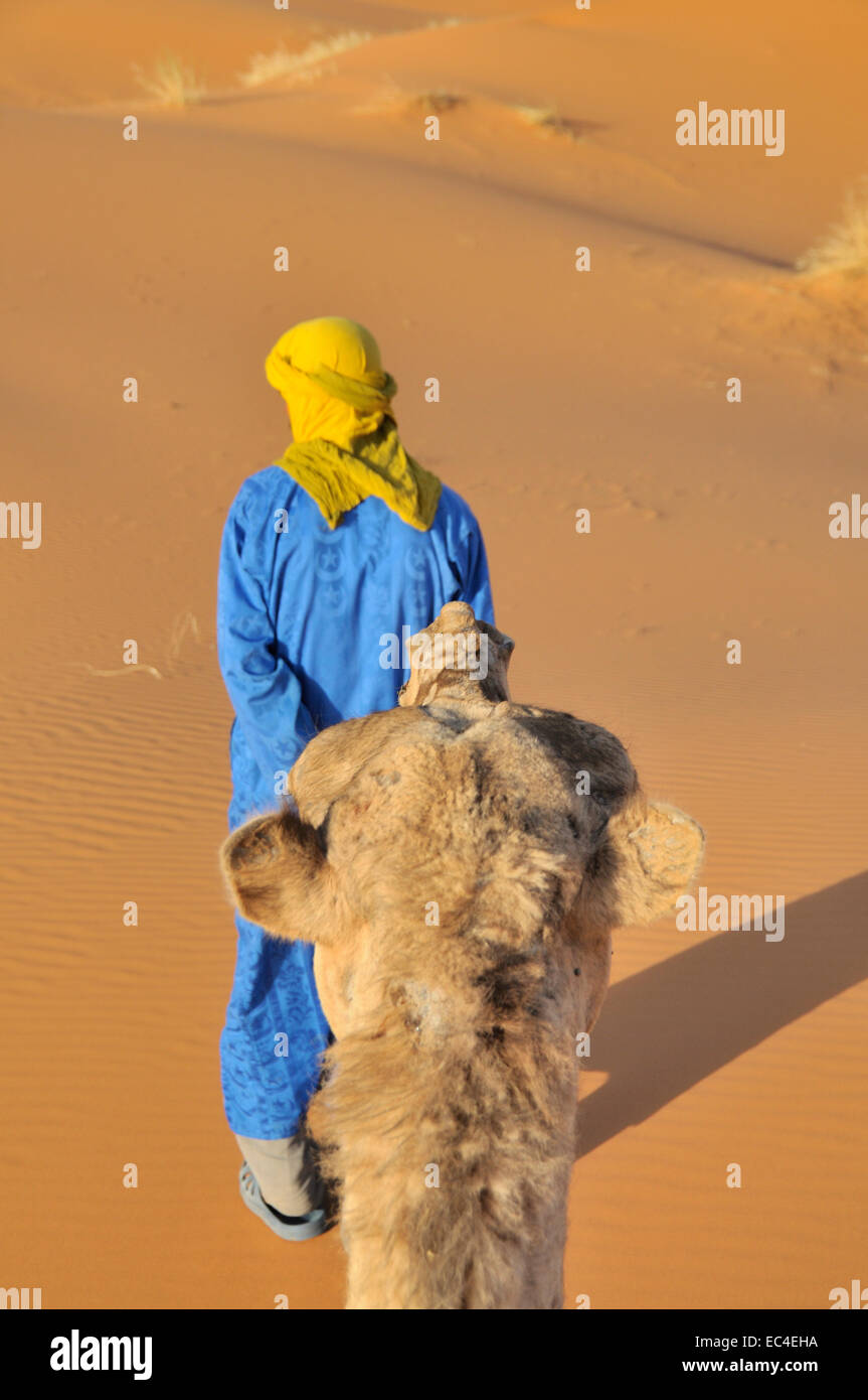 omedar (Camelus dromedarius), Wüstentrekking, Erg Chebbi, Marokko ...
