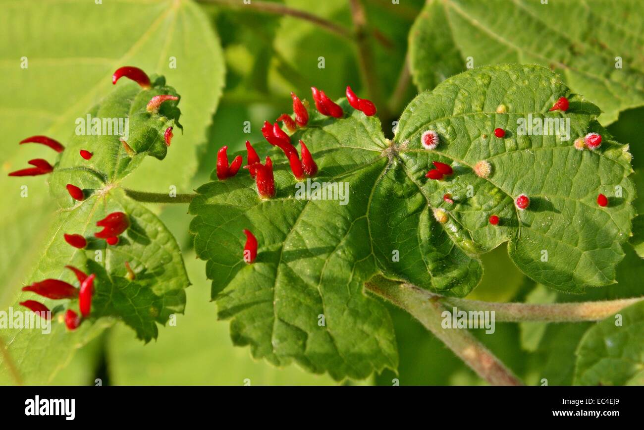 Parasites hi-res stock photography and images - Alamy