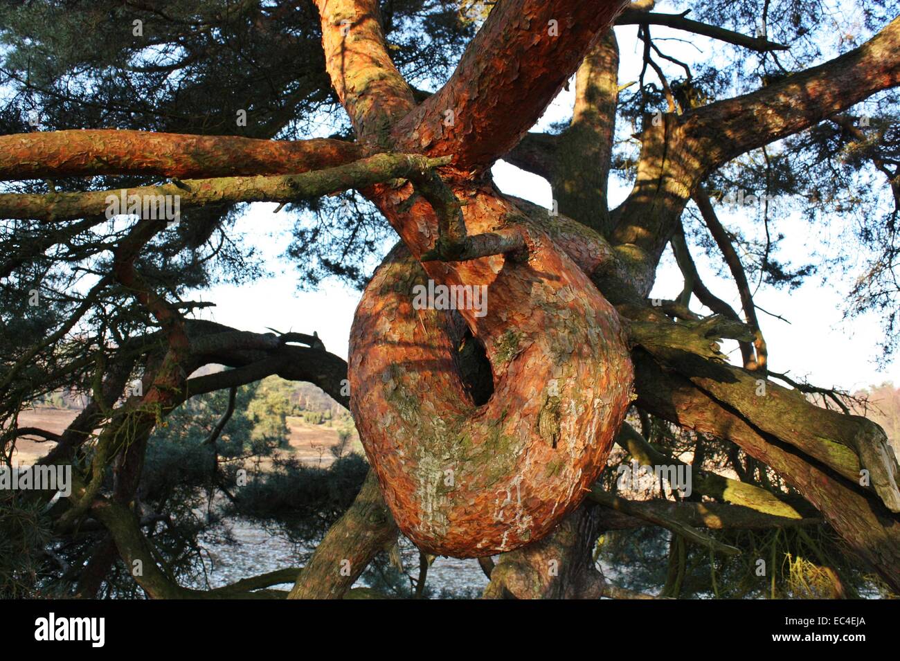 Wicked plant hi-res stock photography and images - Alamy