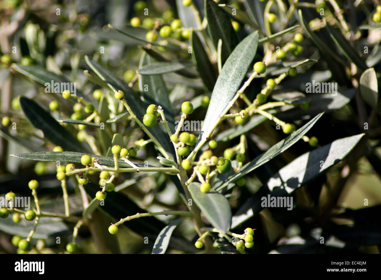 Olive tree branches hi-res stock photography and images - Alamy