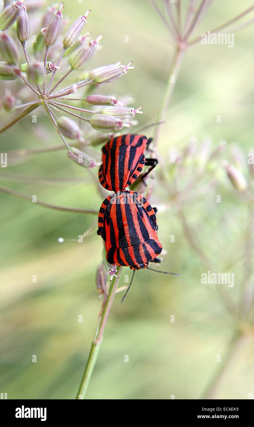 Striped bugs hi-res stock photography and images - Alamy