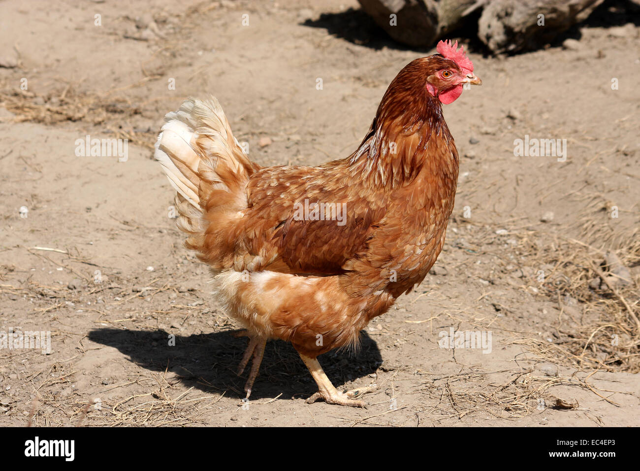 Chicken running free hi-res stock photography and images - Alamy