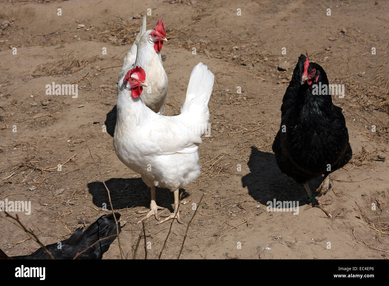 Chicken running free hi-res stock photography and images - Alamy