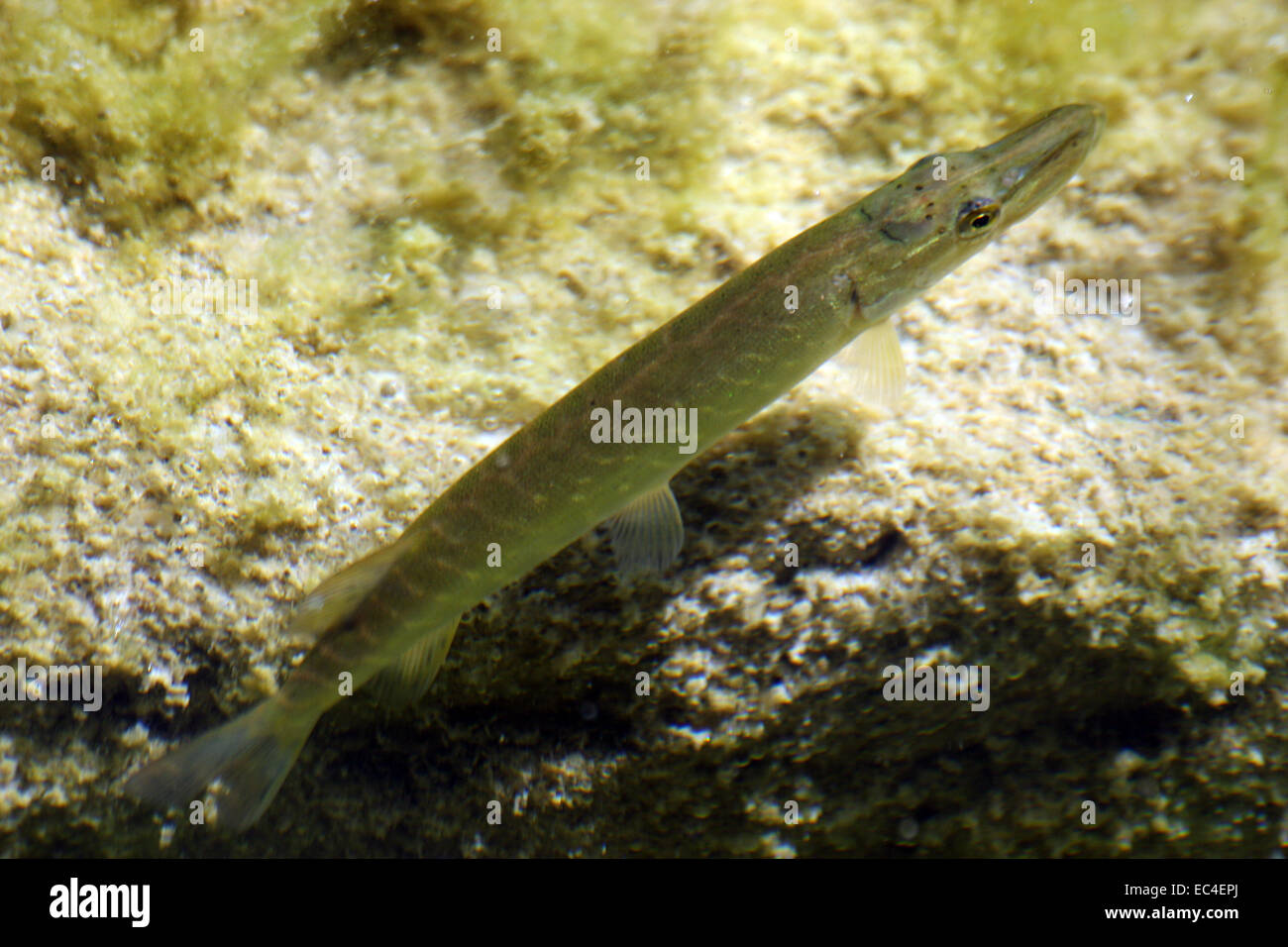 Fauna pike hi-res stock photography and images - Alamy