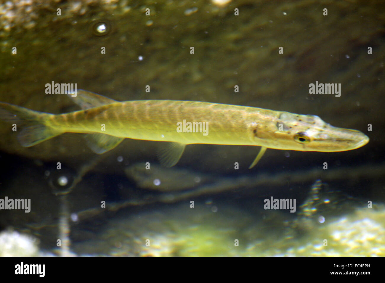 Fauna pike hi-res stock photography and images - Alamy