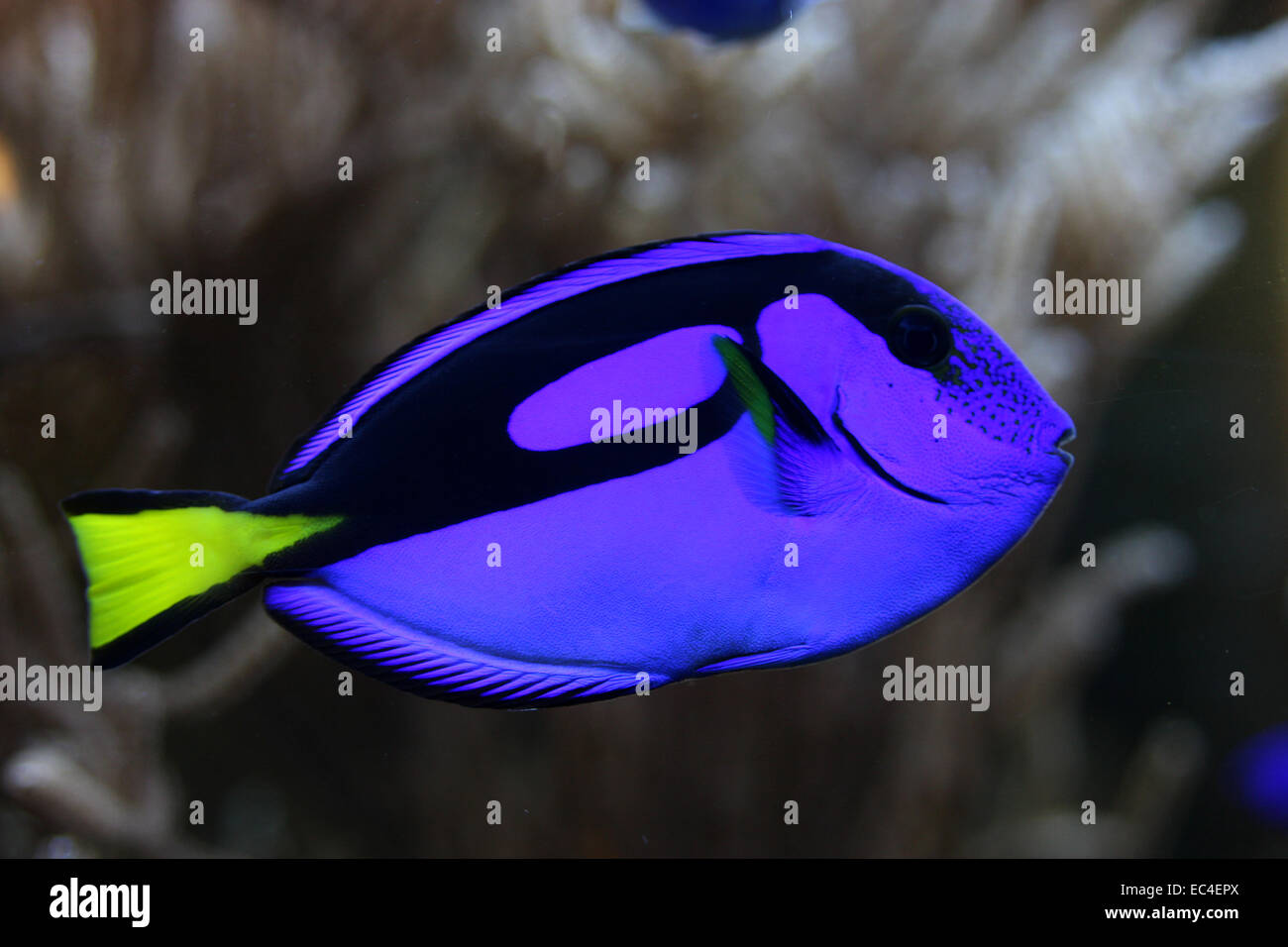 Doktorfisch hi-res stock photography and images - Alamy