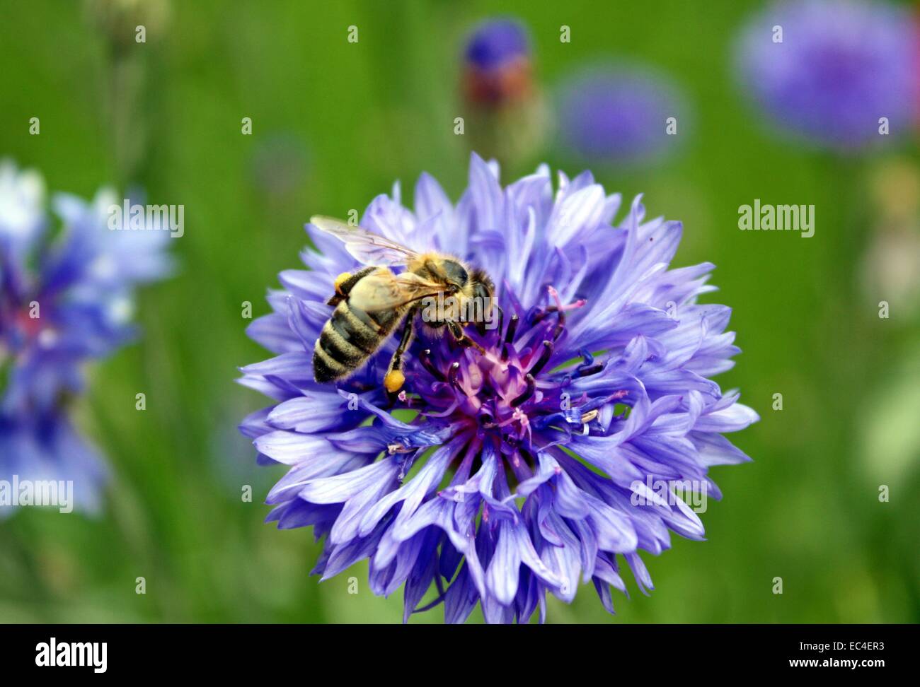 Pollen collecting insects hi-res stock photography and images - Alamy