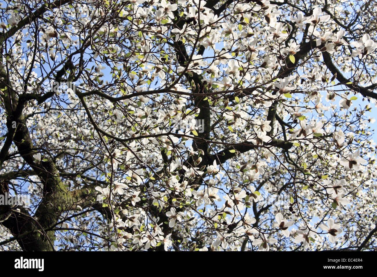 Magnolia kobus trees hi-res stock photography and images - Alamy