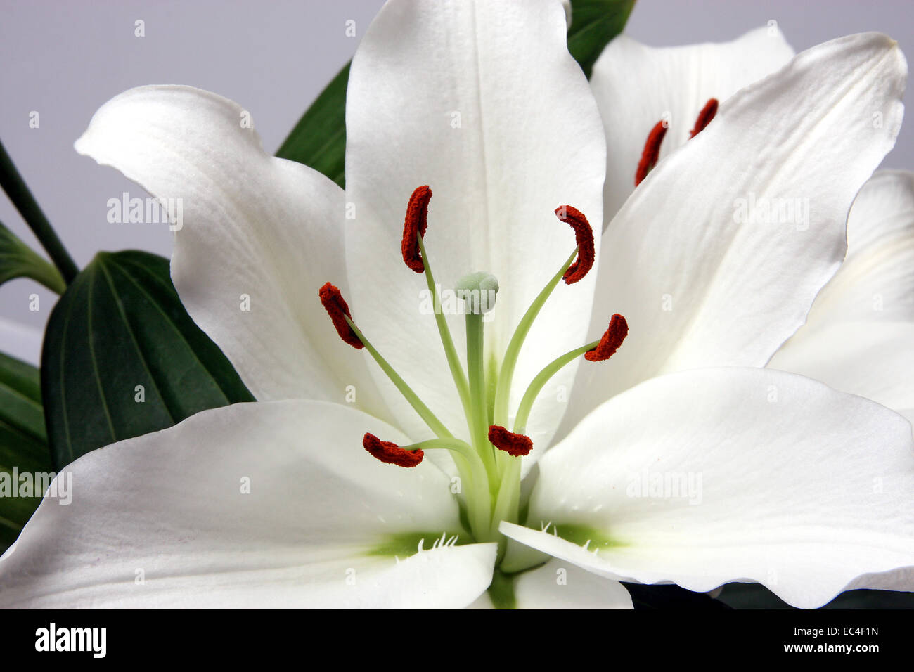 Botany liliaceae white hi-res stock photography and images - Alamy