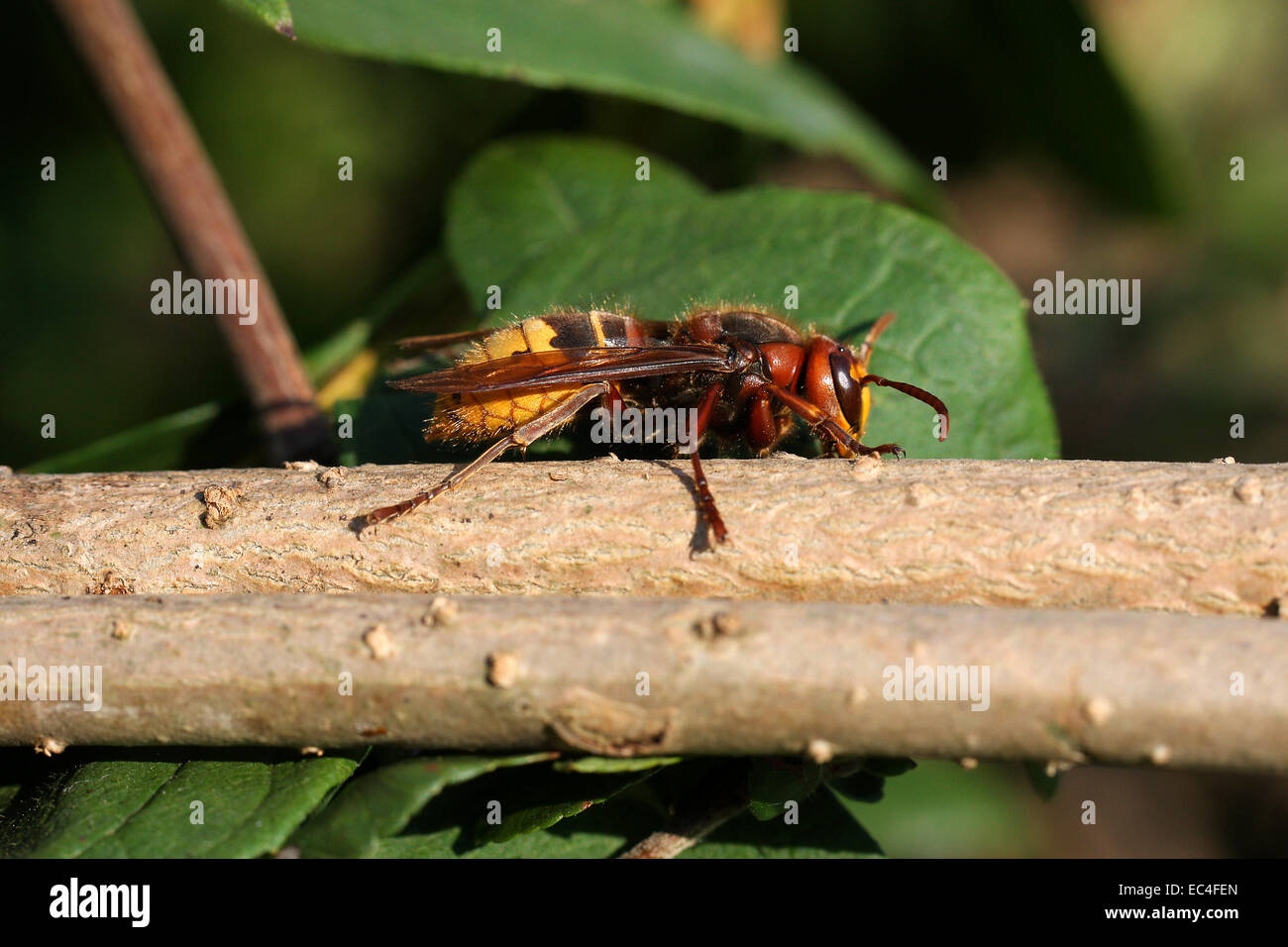 Aggressive hornet hi-res stock photography and images - Alamy