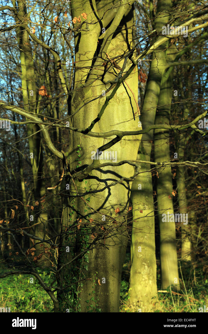 Beech trees in winter in Denge Woods, Pennypot Lane, Crundale ...
