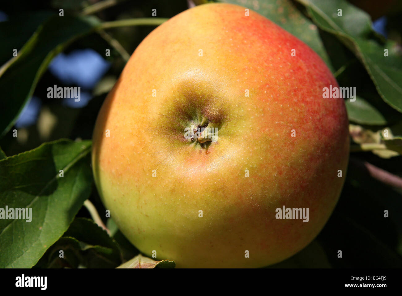 Apple pip tree hi-res stock photography and images - Alamy