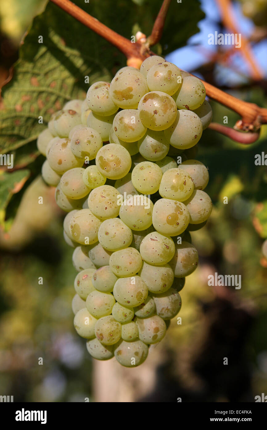 white wine grape Stock Photo - Alamy