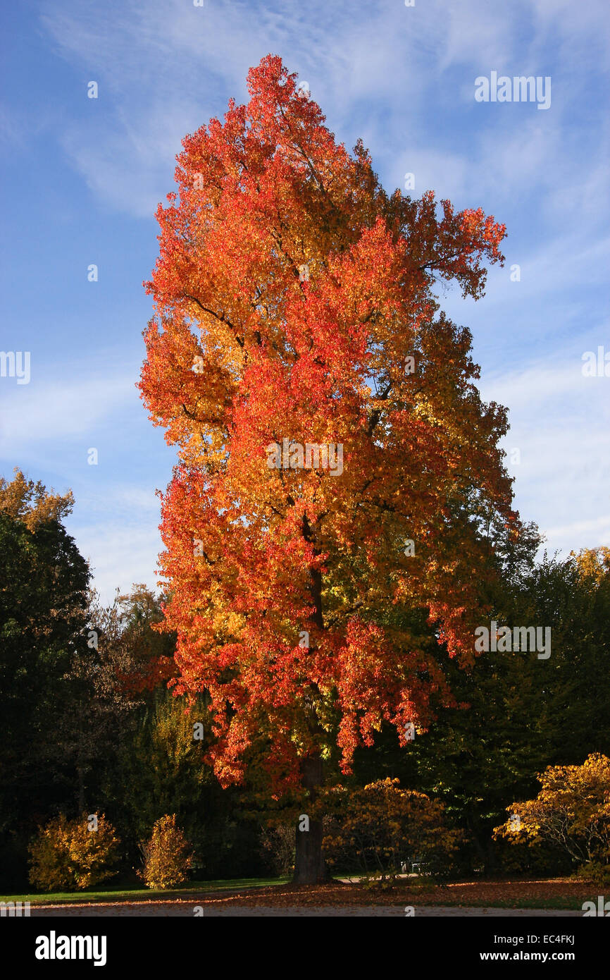 deciduous tree at autumn Stock Photo - Alamy