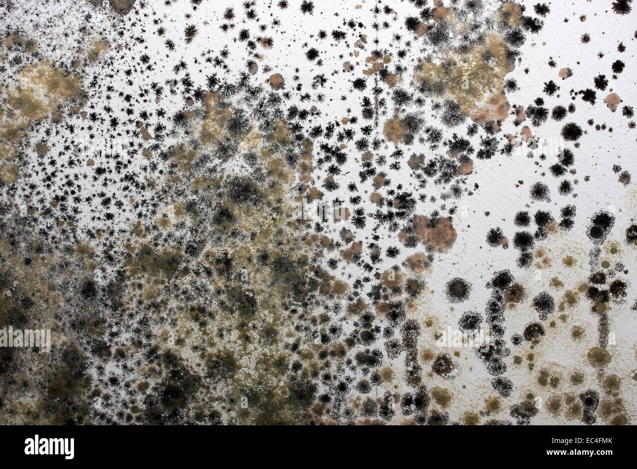 Medicine mold hi-res stock photography and images - Alamy