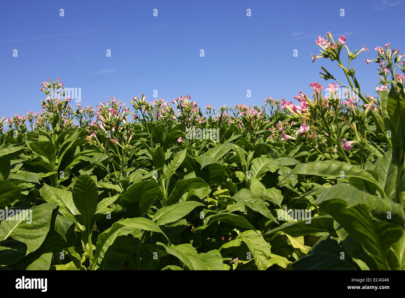 Tobacco bush hi-res stock photography and images - Alamy