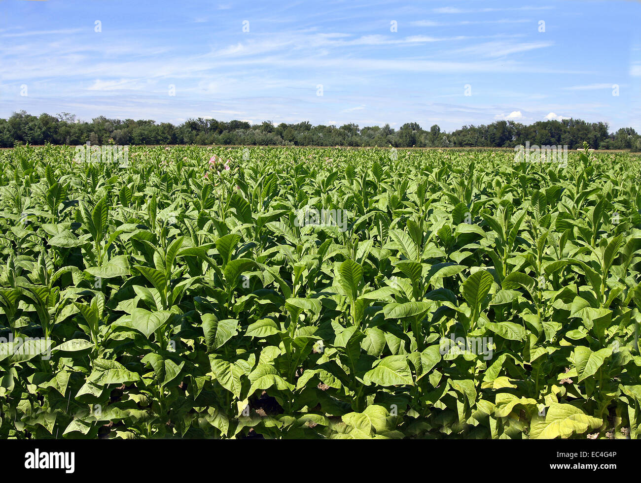 Cultivation of tobacco plants hi-res stock photography and images - Alamy