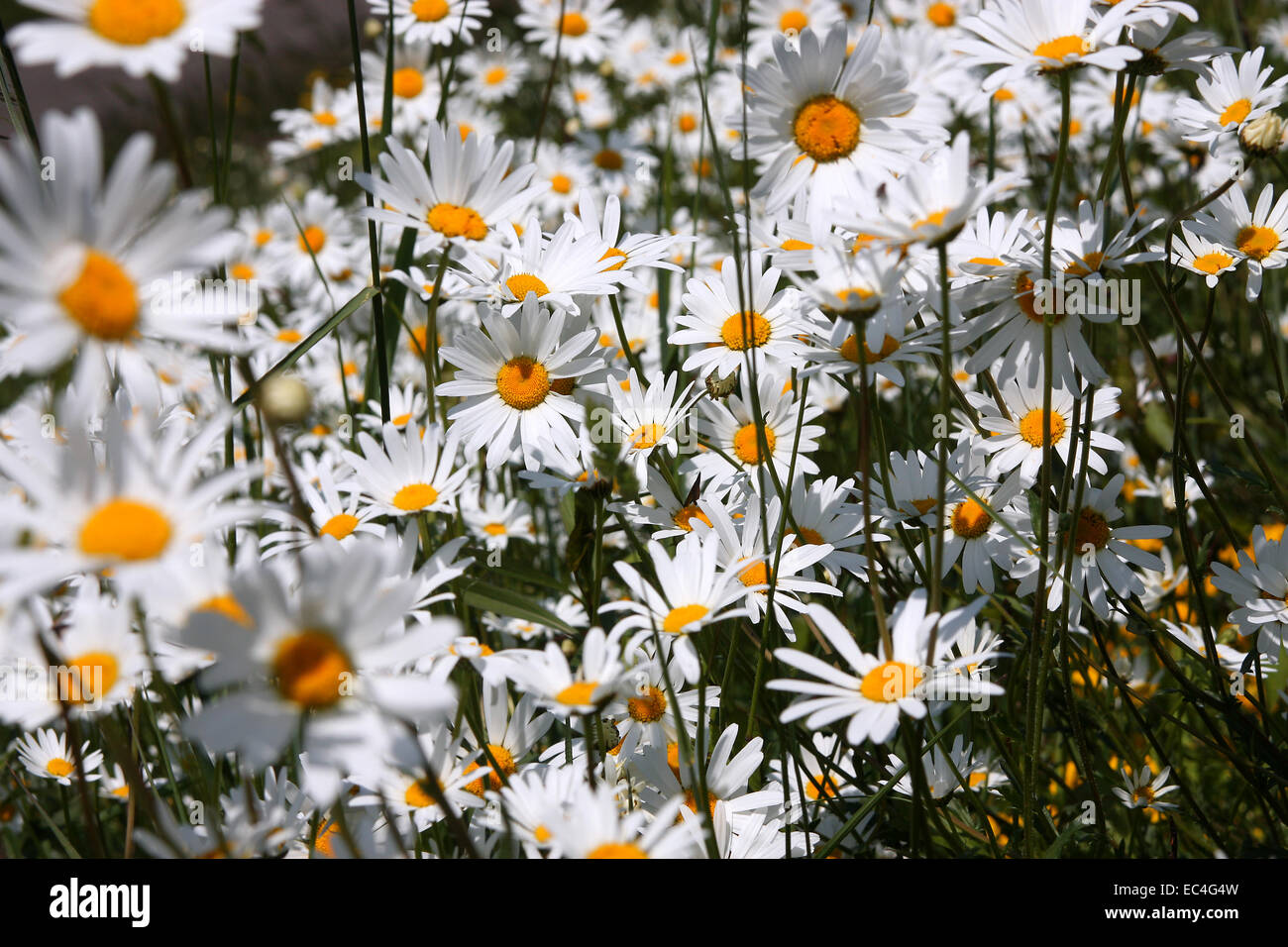 Marguerite fields hi-res stock photography and images - Alamy