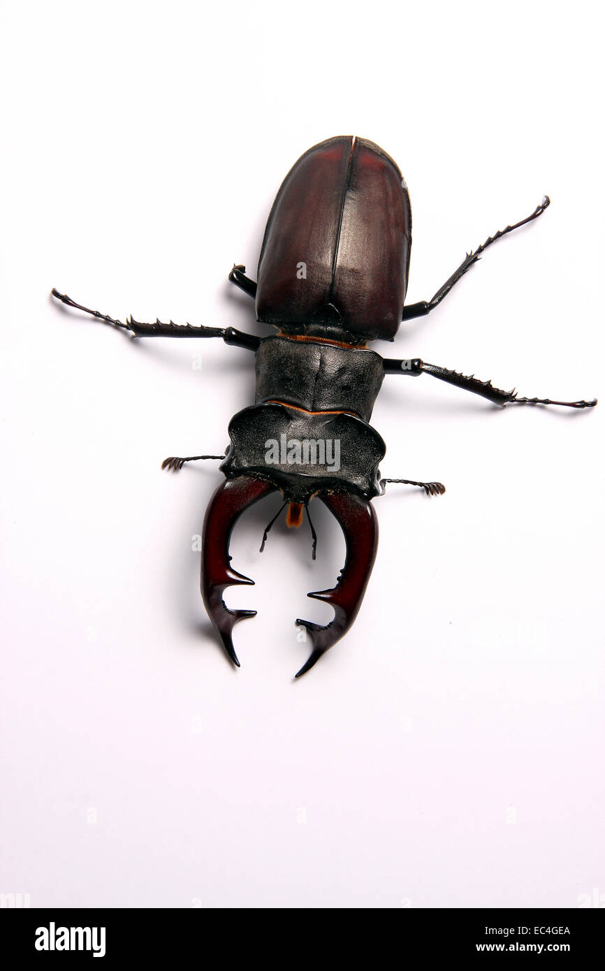 Beetle armor hi-res stock photography and images - Alamy