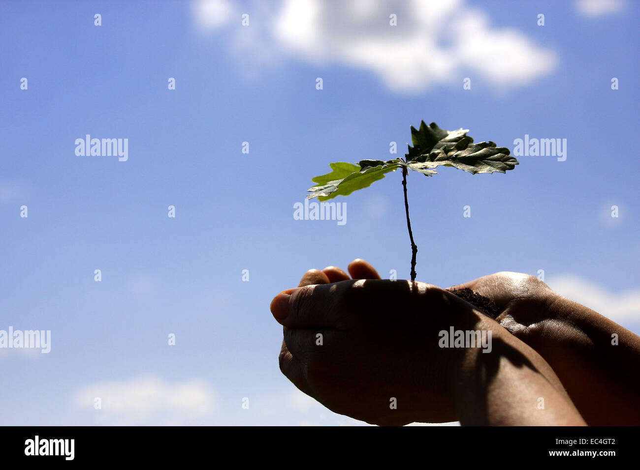 New world flora hi-res stock photography and images - Alamy