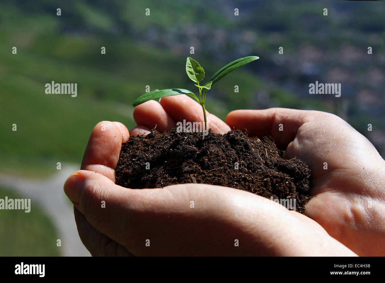 Symbols Of New Life Nature High Resolution Stock Photography and Images ...
