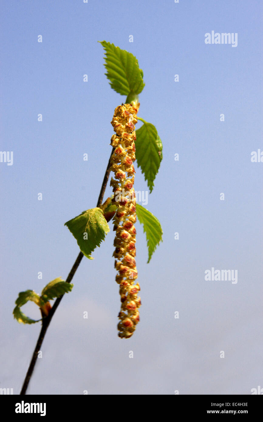 Birch pollen hi-res stock photography and images - Alamy