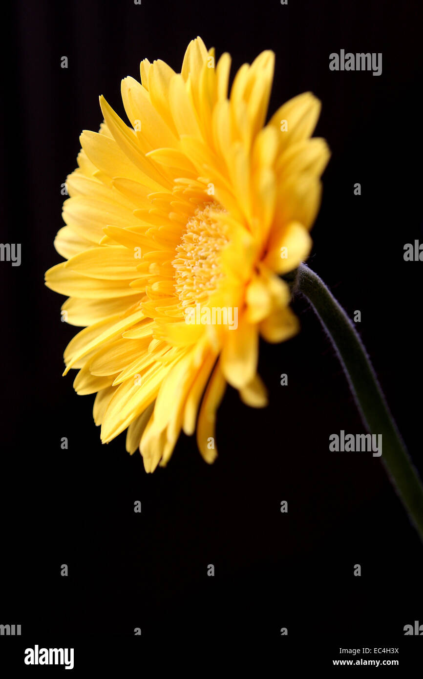 Stalk gerbera hi-res stock photography and images - Alamy