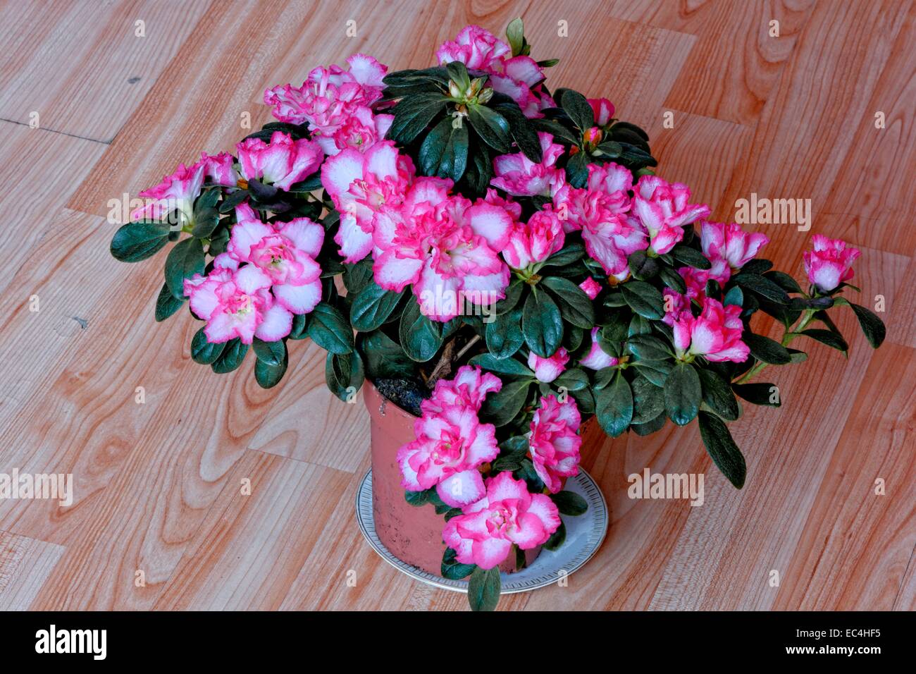 Rhododendron-Simsii-Hybride - Room azalea flowers - Rhododendron-Simsii ...