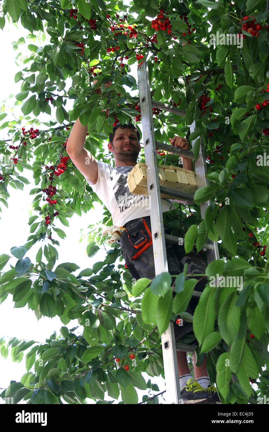 Cherry cherries picker pickers hi-res stock photography and images - Alamy