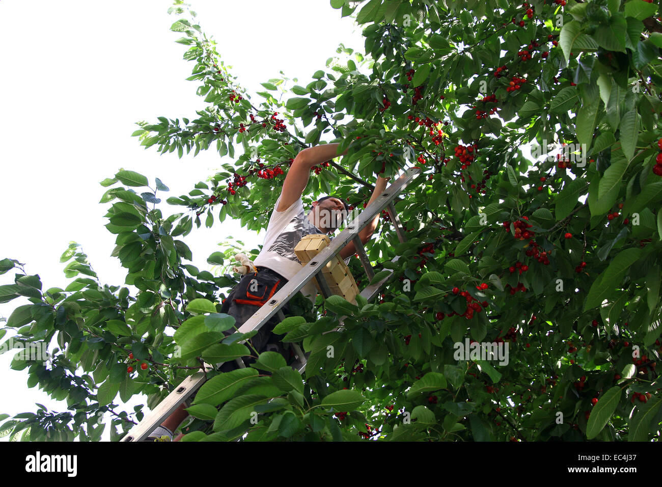 Cherry cherries picker pickers High Resolution Stock Photography and ...
