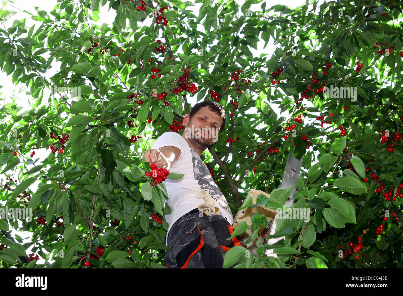 Cherry cherries picker pickers hi-res stock photography and images - Alamy