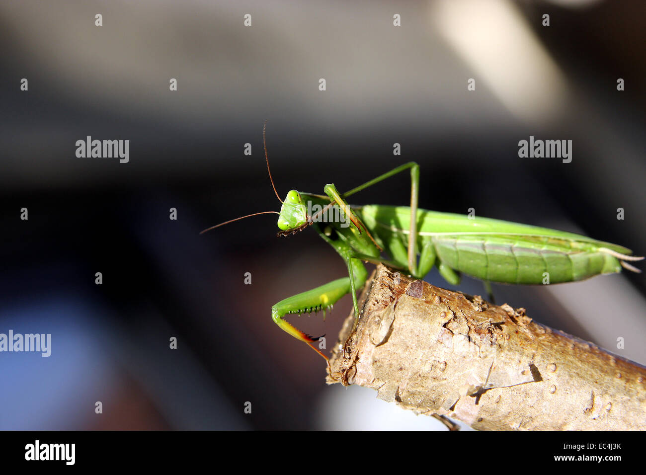 Caught mantis hi-res stock photography and images - Alamy