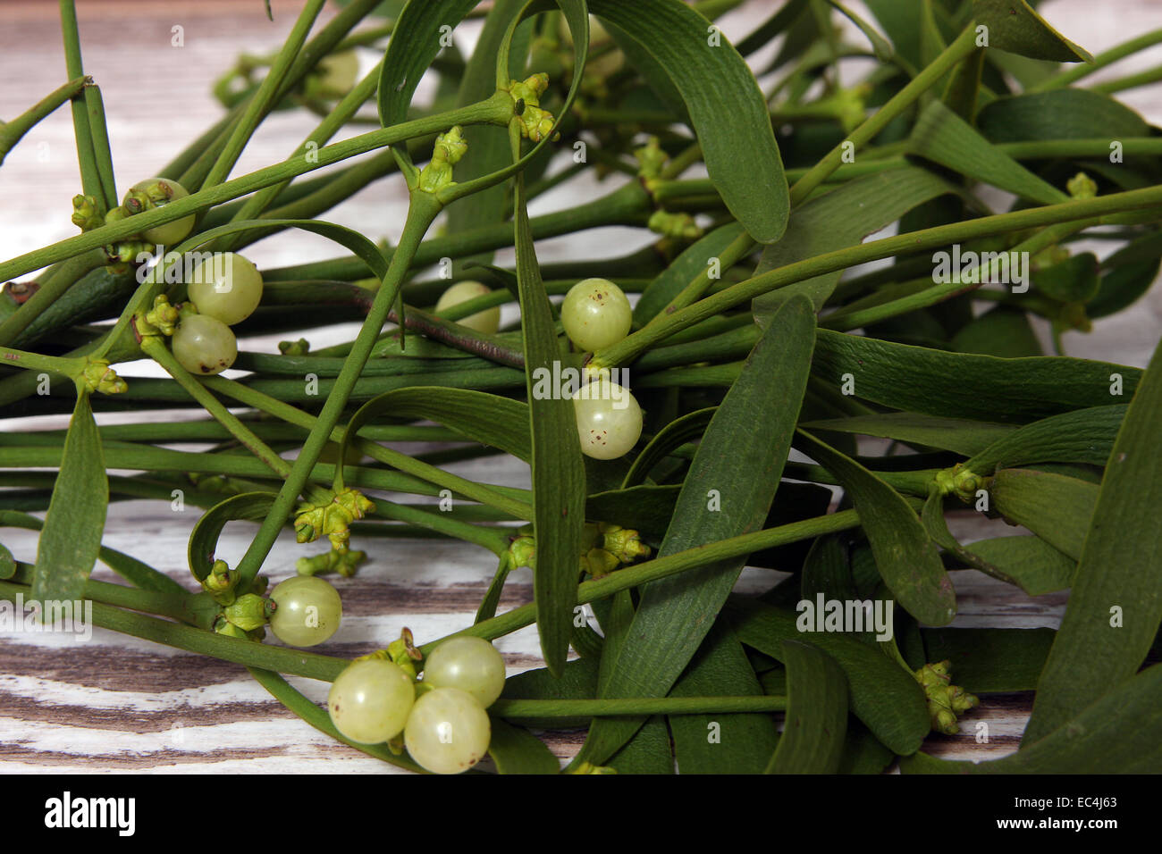 Mistletoe bough hi-res stock photography and images - Alamy