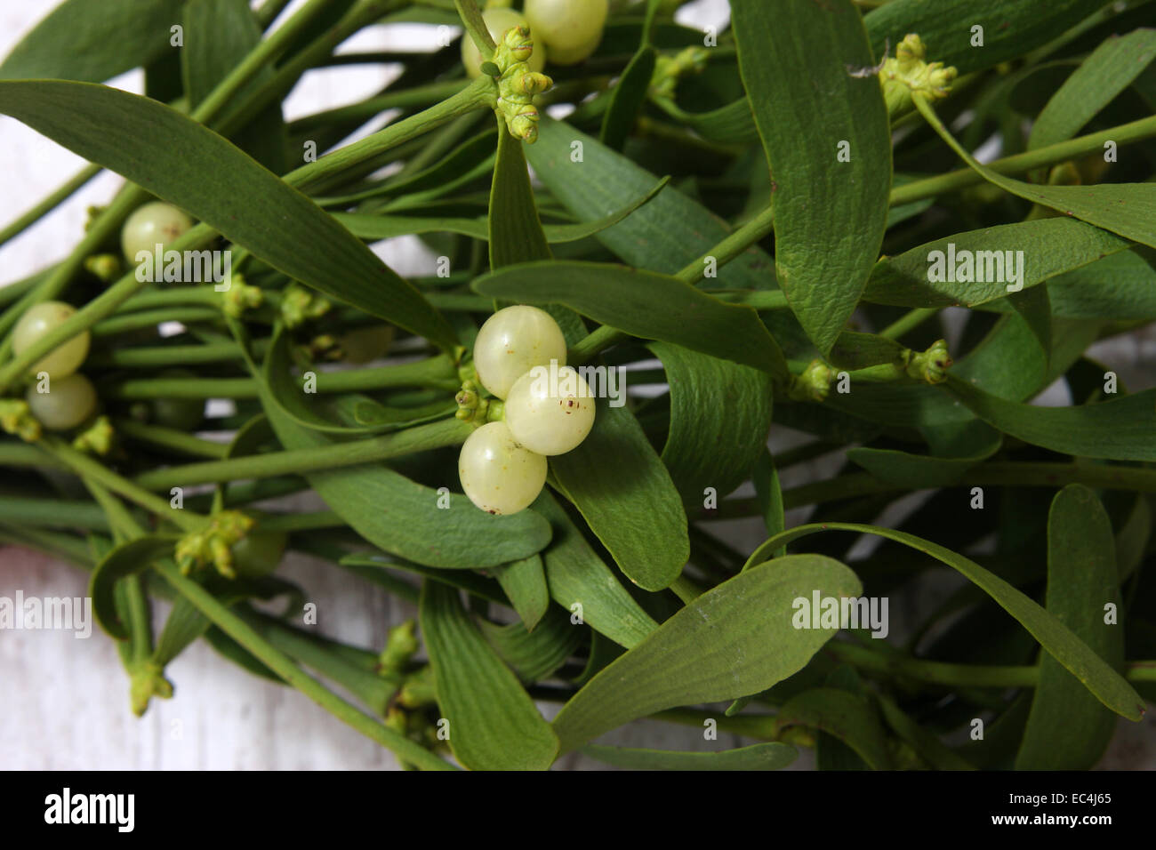 Mistletoe bushes hi-res stock photography and images - Alamy