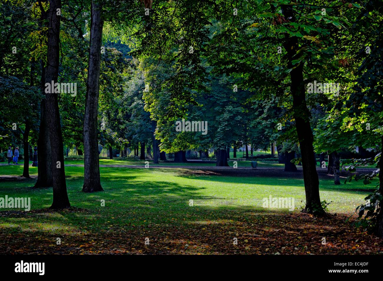 Shadow types tree hi-res stock photography and images - Alamy