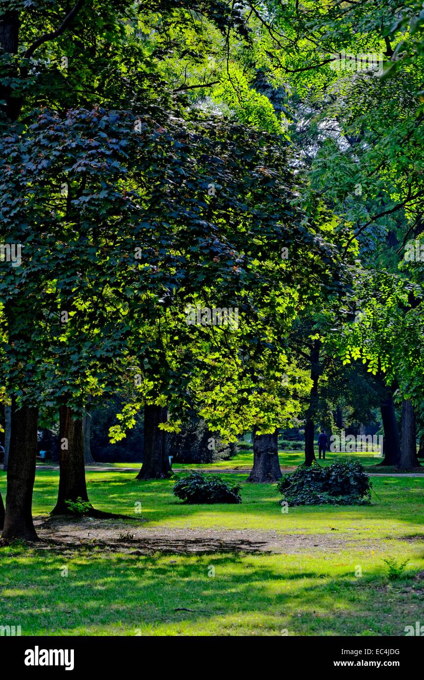 Shining tree leaves in the Arboretum Stock Photo - Alamy