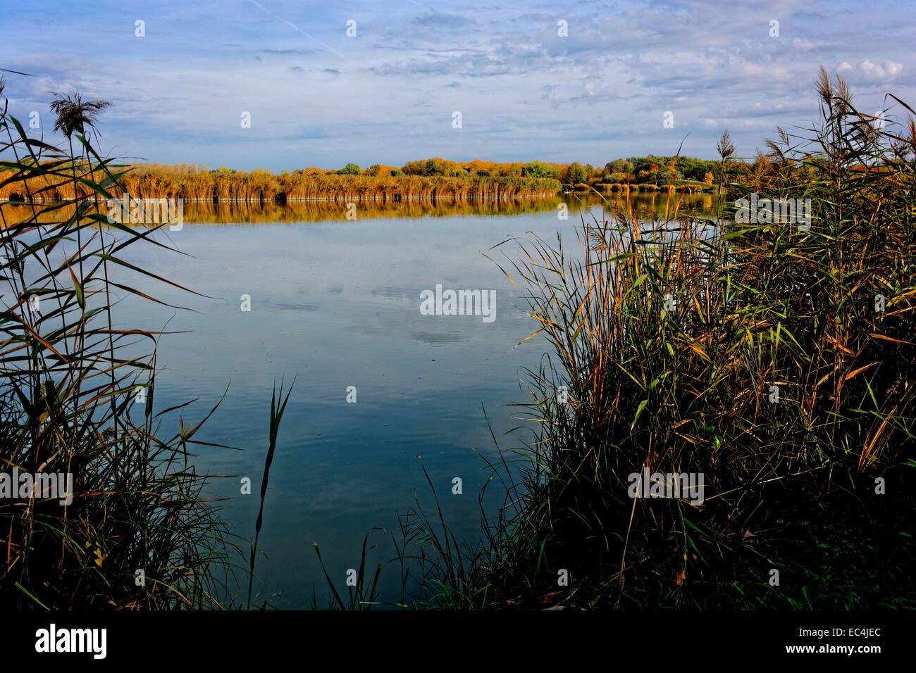 Reed pond in autumn Stock Photo - Alamy