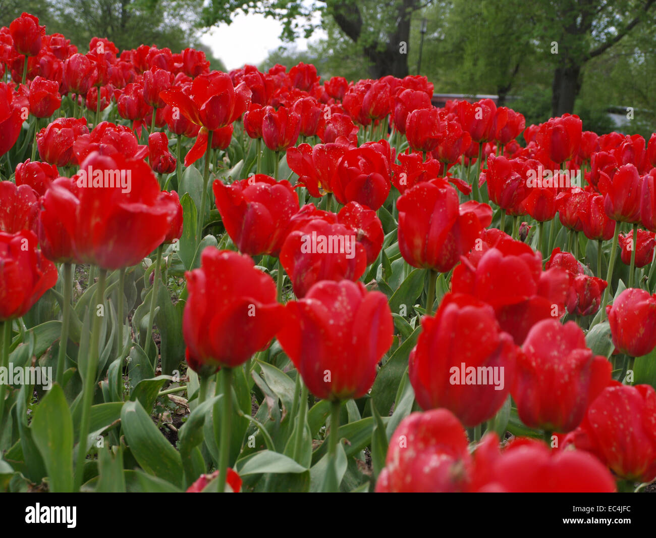 Slanted field hi-res stock photography and images - Alamy