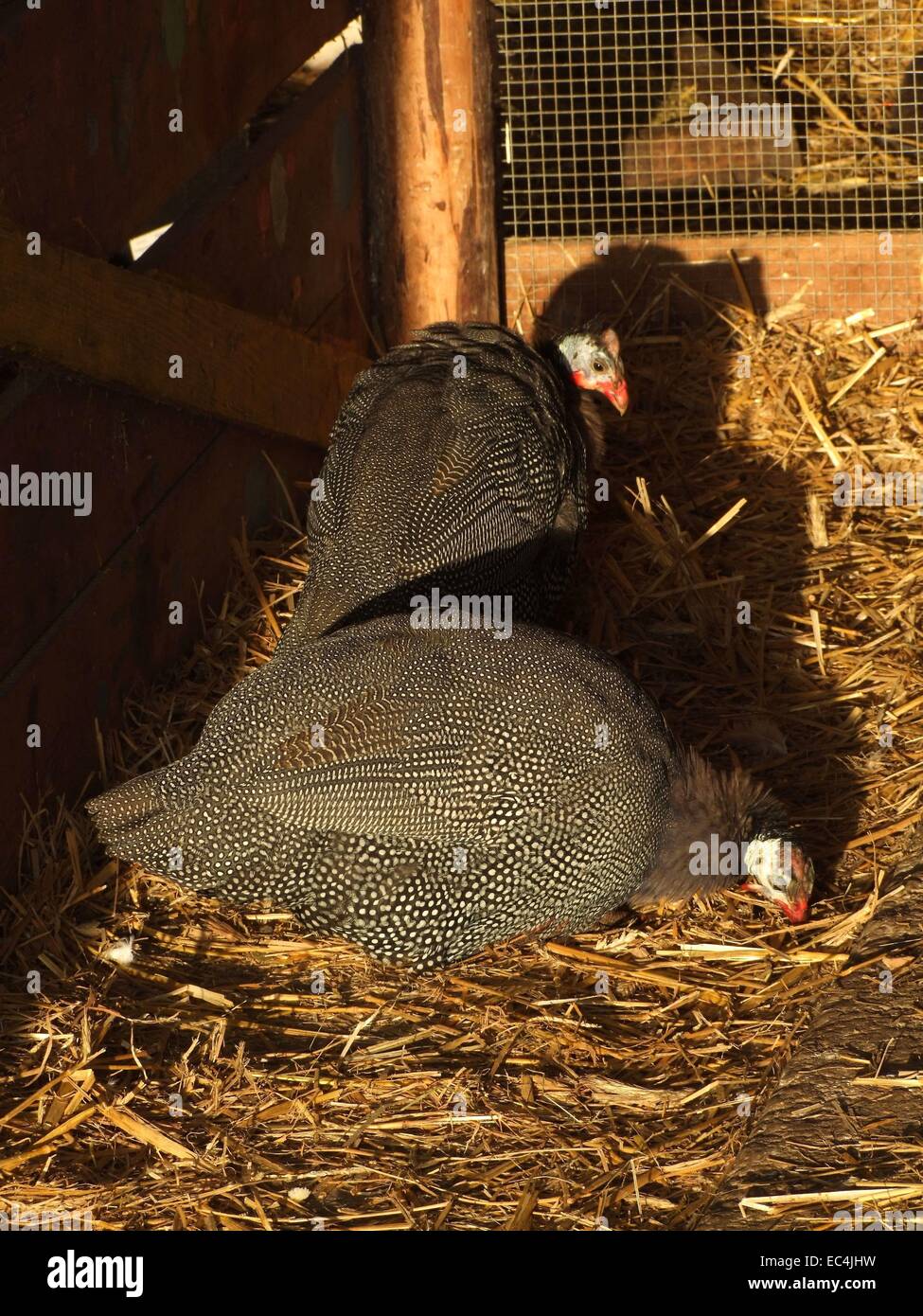 Perlhuhn chicken Numid meleagris Stock Photo - Alamy