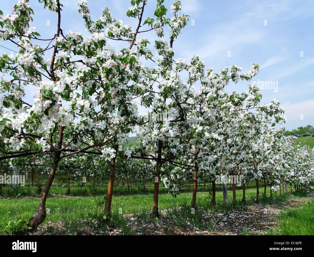 Appleflowering apple tree plantation in flowering condition, penalty ...