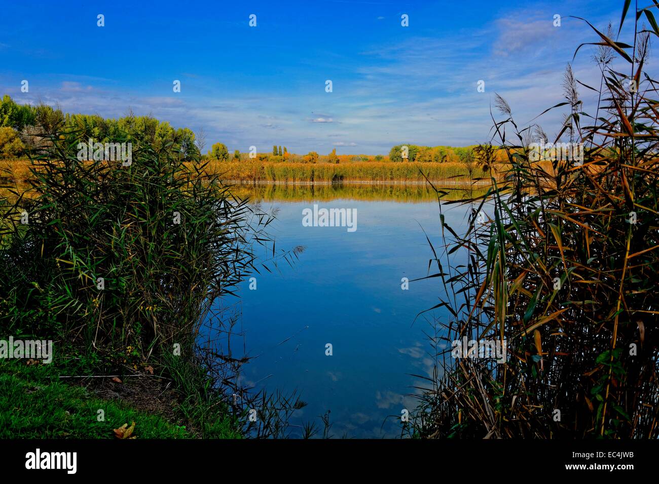 Romantic Reed pond in autumn Stock Photo - Alamy