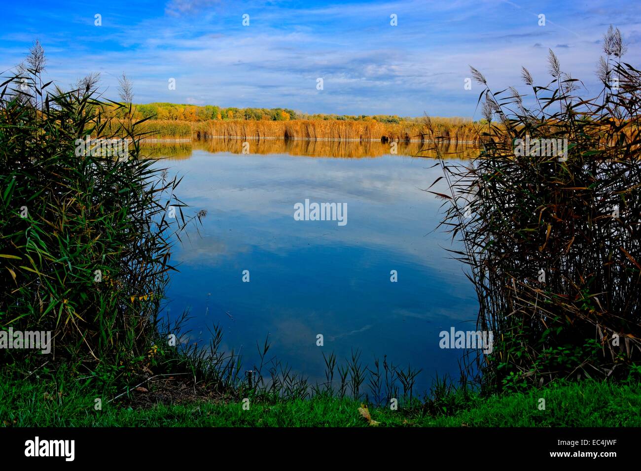 Reed pond in autumn light Stock Photo - Alamy
