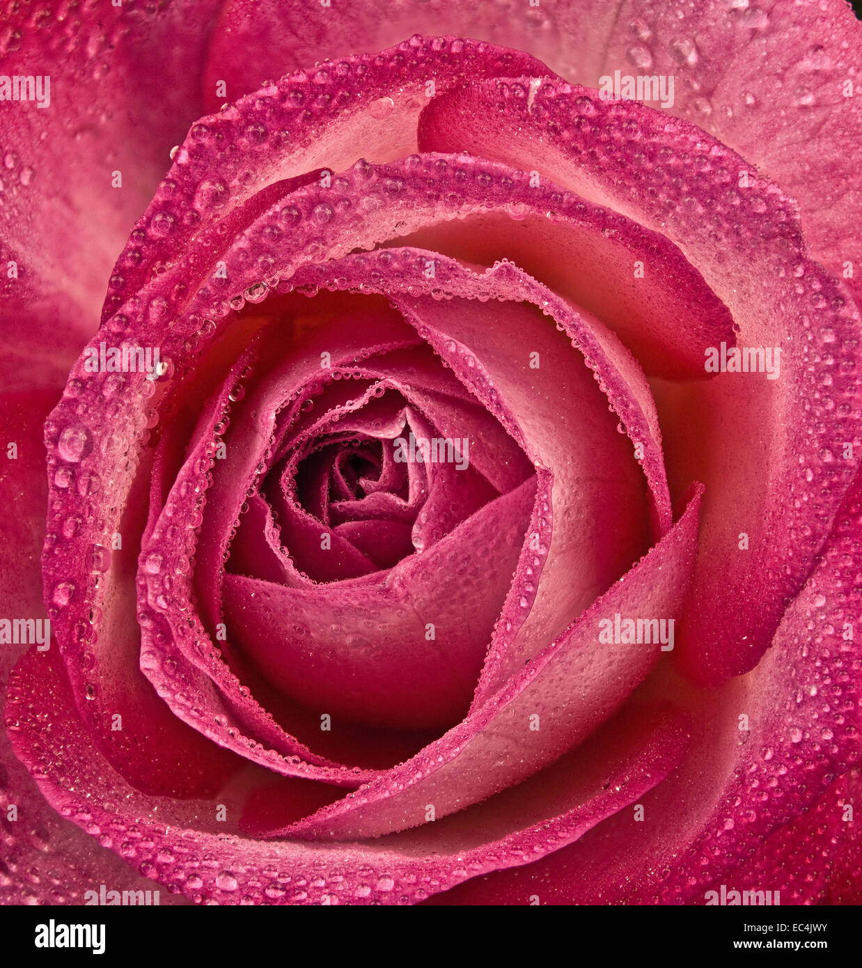 Rosaceous plants hi-res stock photography and images - Alamy