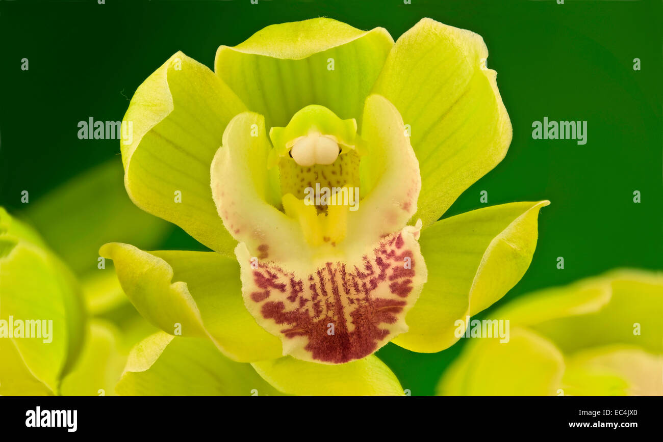 Orchid flowers floriculture hi-res stock photography and images - Alamy