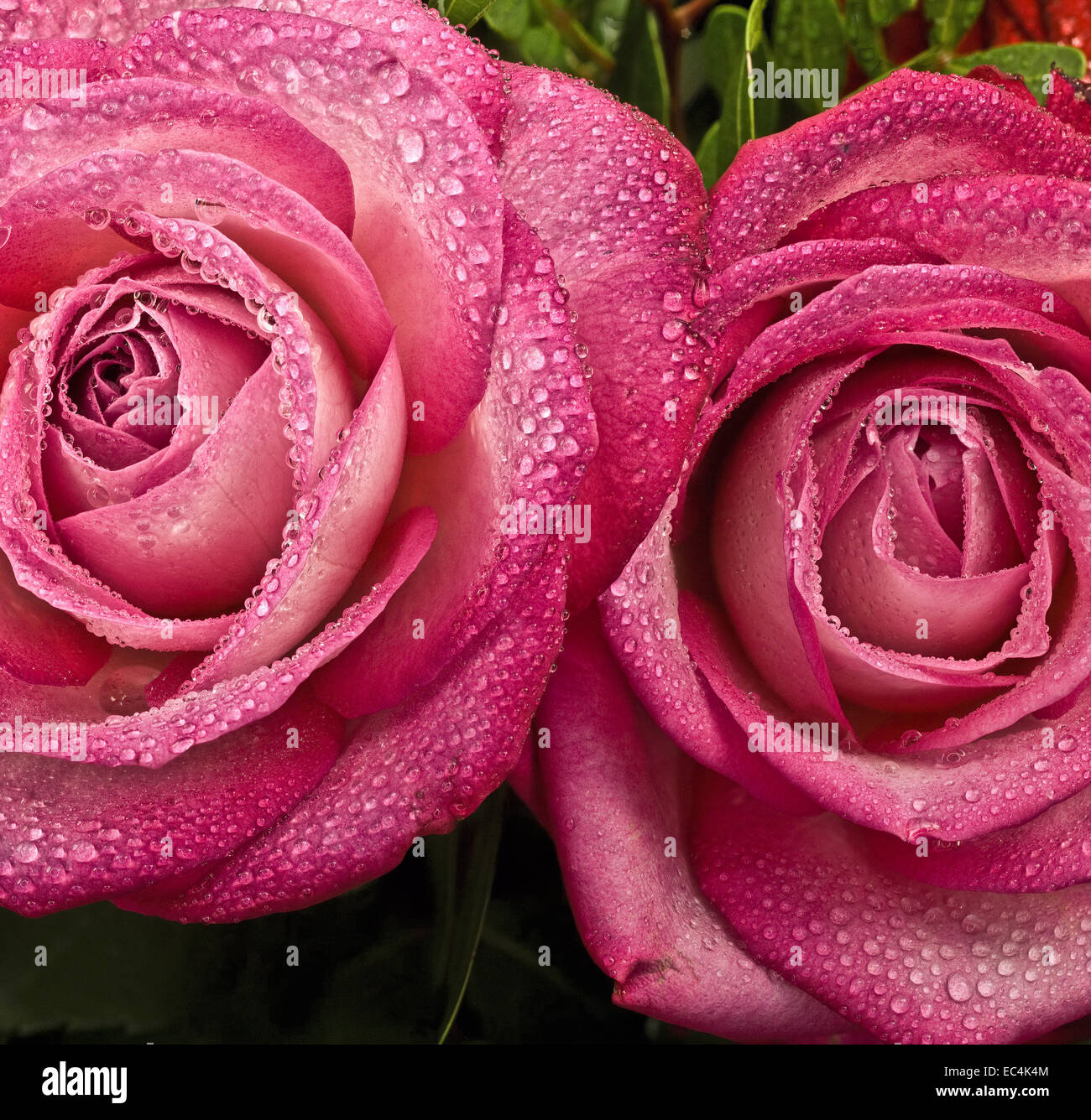 Rosaceous plants hi-res stock photography and images - Alamy