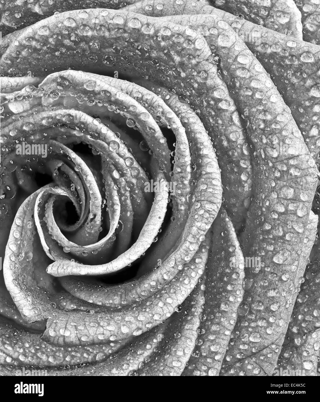 Rosaceous plant hi-res stock photography and images - Alamy