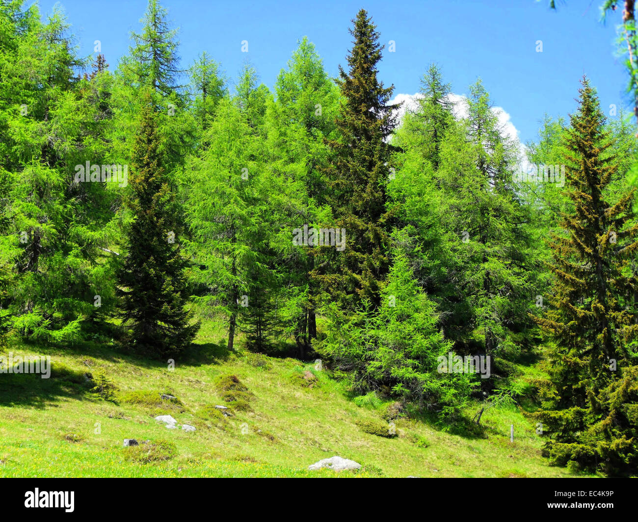 Larch Larix forest on the mountain, Rennweg-Katschberg Stock Photo - Alamy