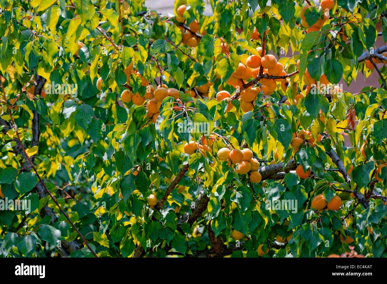 Branches with ripe apricots, apricot, Prunus armeniaca Stock Photo - Alamy