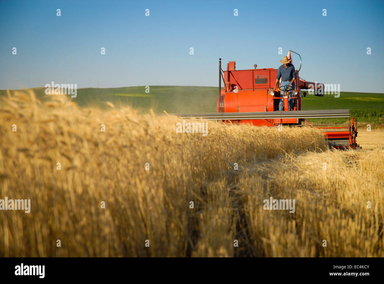 Old red combine harvester cutting wheat Stock Photo - Alamy